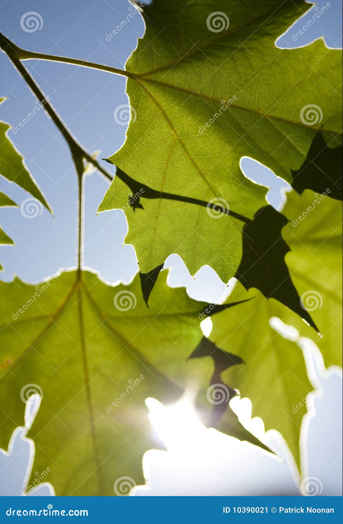 Maple Leaves stock image. Image of clean, grown, shadow - 10390021