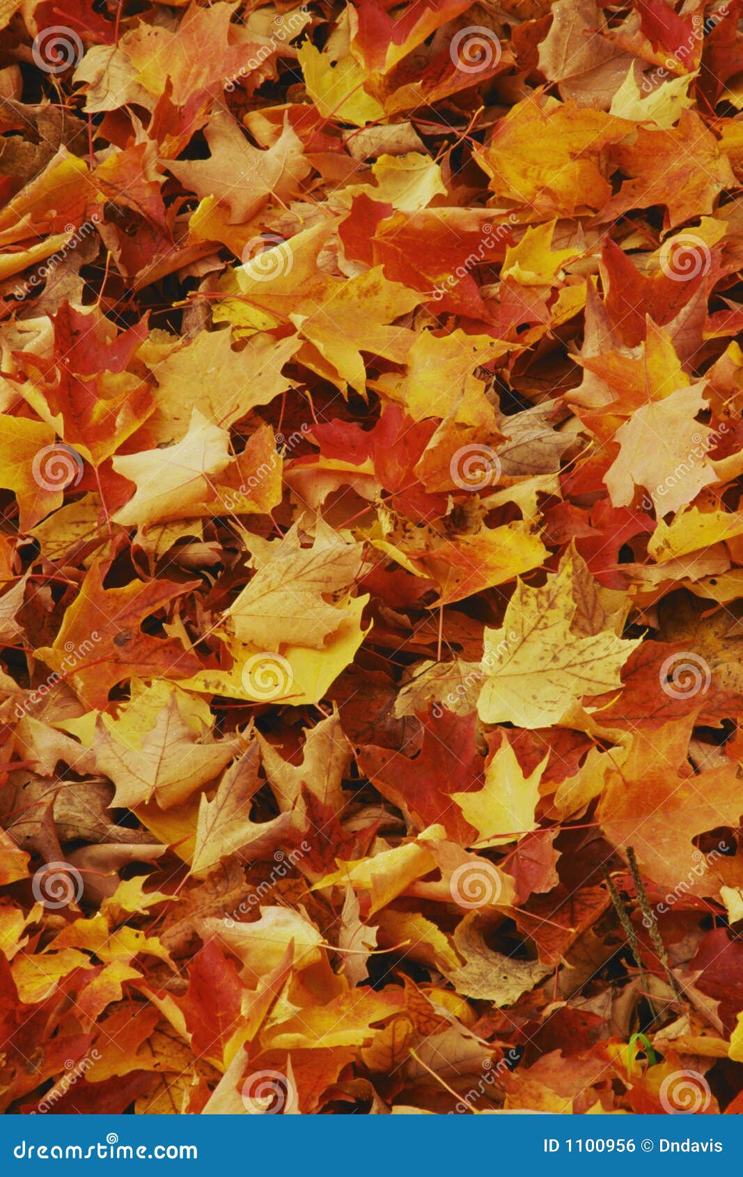 Maple Leaves stock photo. Image of maple, backgrounds - 1100956
