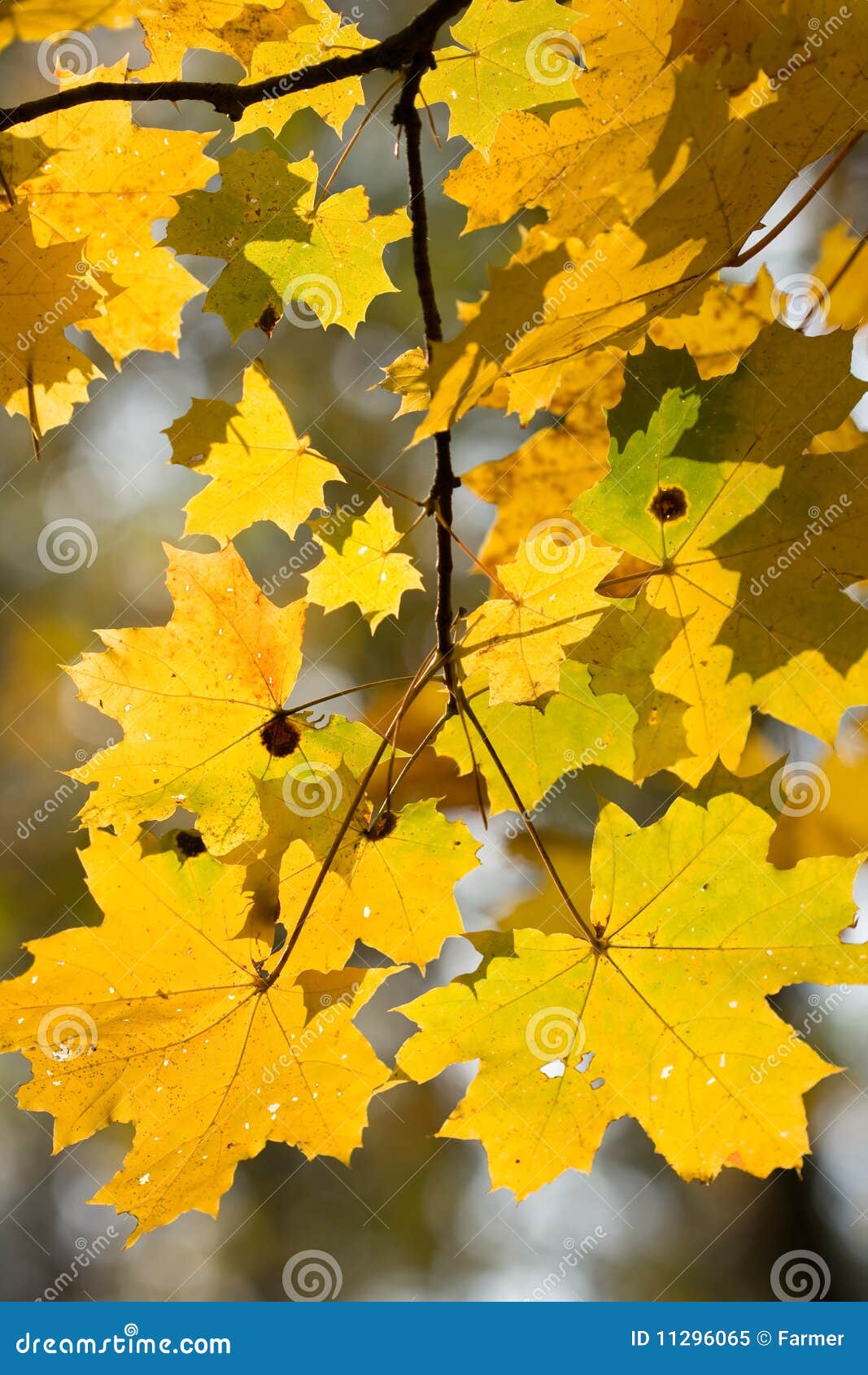 Maple leaves stock image. Image of natural, yellow, maple - 11296065