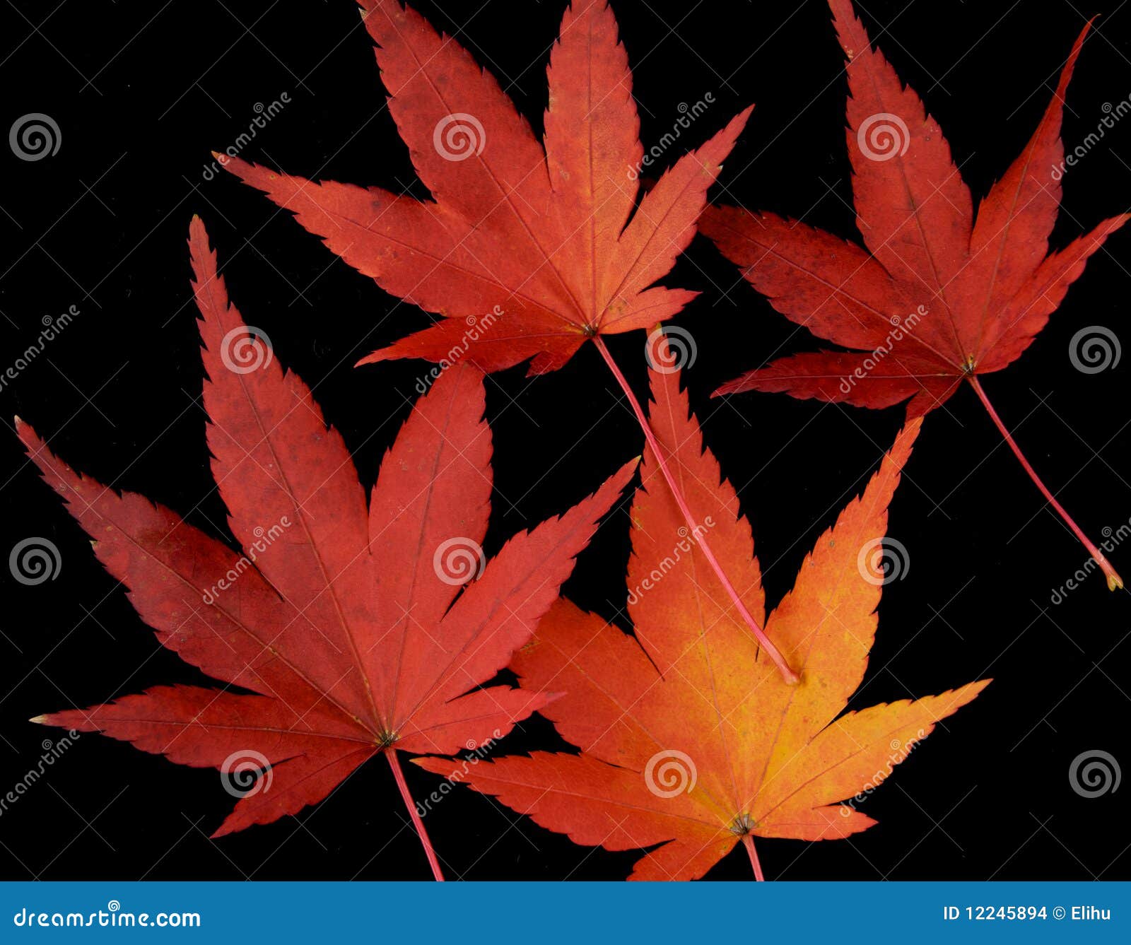 Maple Leaves stock photo. Image of green, tree, nature - 12245894