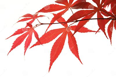 Maple leaves stock photo. Image of star, nerve, plant - 13980694