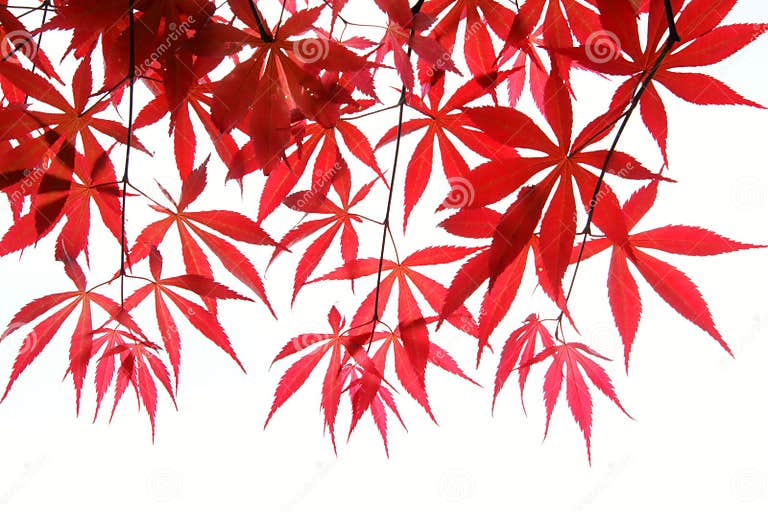 Maple leaves stock image. Image of stellated, maple, starlike - 13980711