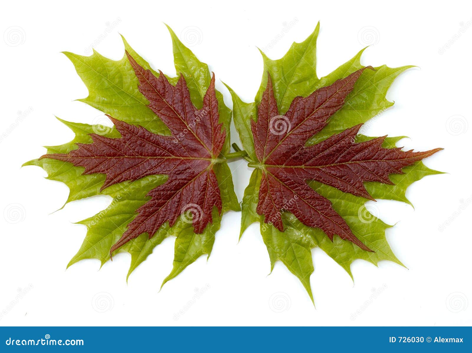 Maple leaves 2 stock photo. Image of white, isolated, small - 726030
