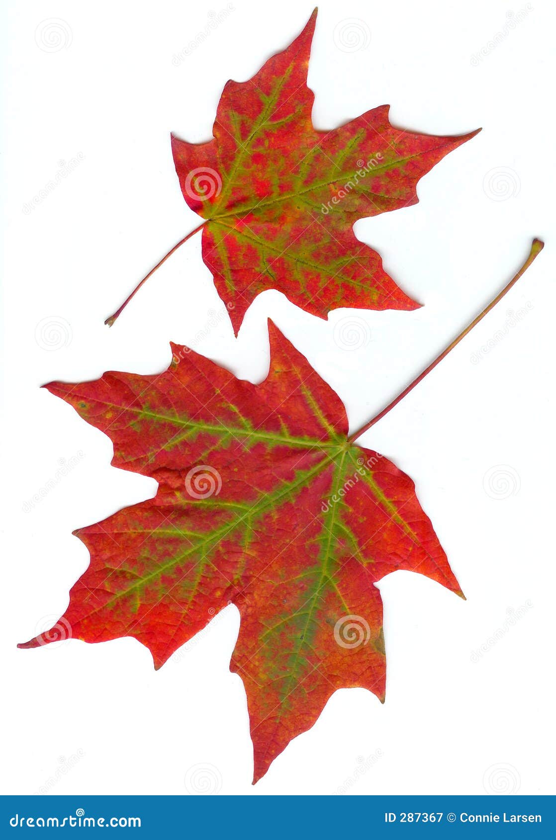 Maple leaves stock image. Image of thanksgiving, tree, autumn - 287367