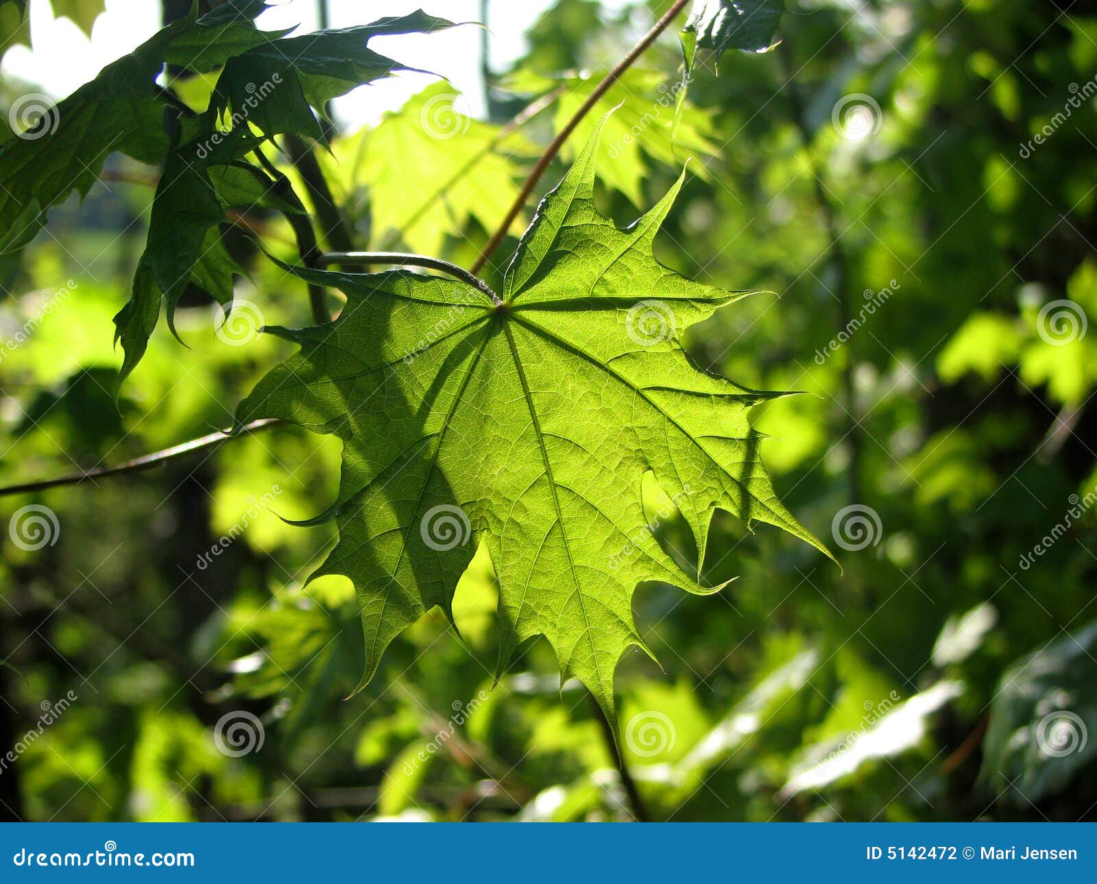 Maple leaves stock photo. Image of lifestyle, environment - 5142472