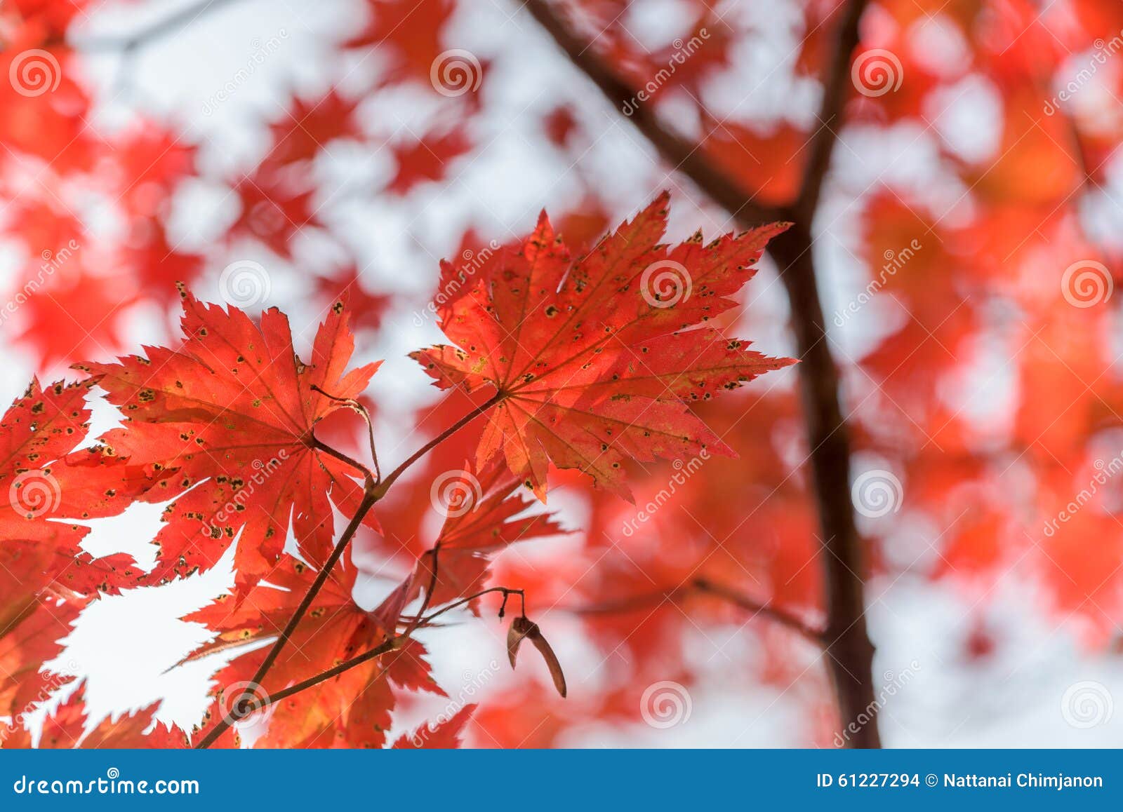 Maple Leaves, Autumn Abstract Backgrounds [Soft Focus] Stock Photo ...