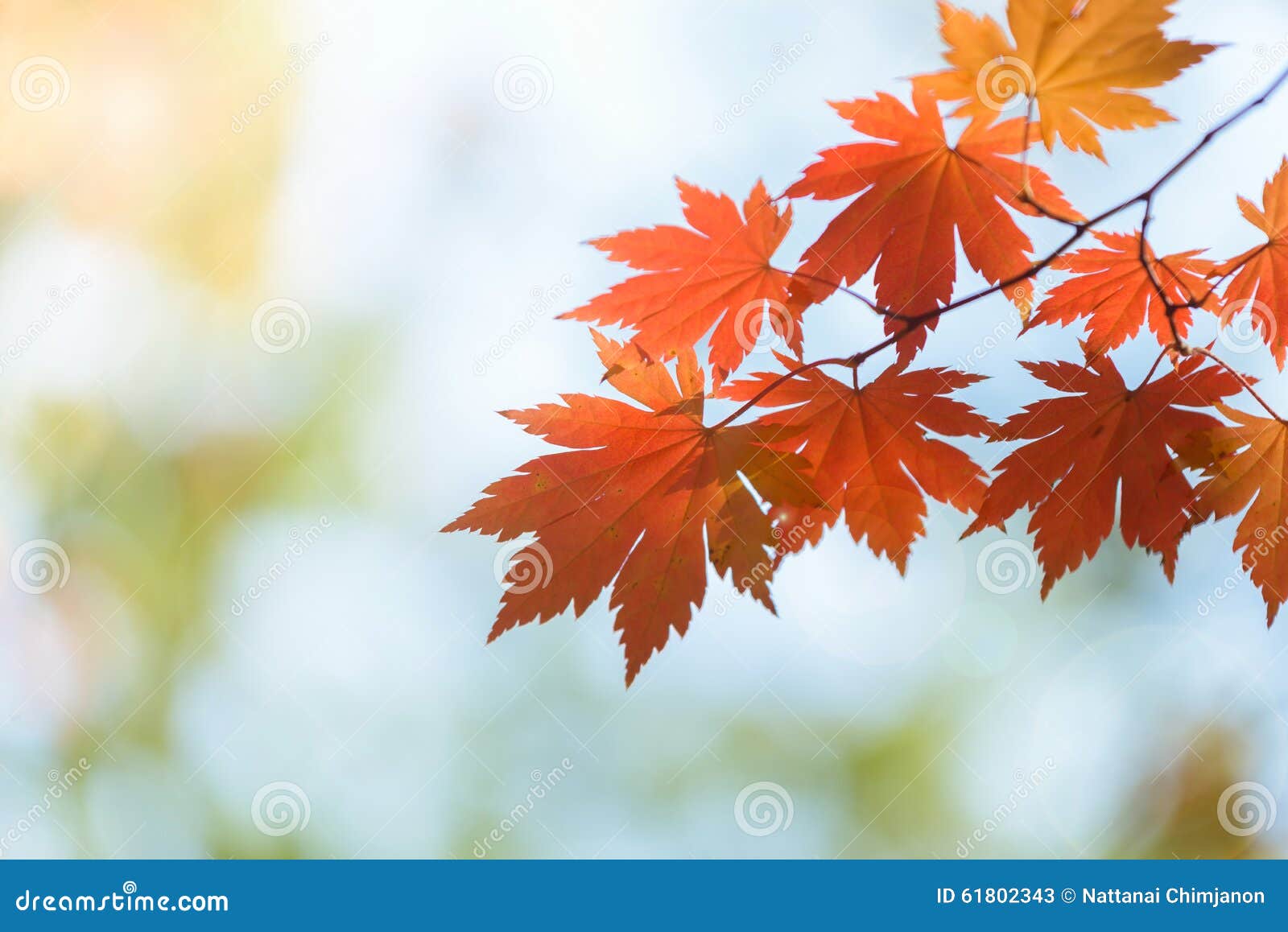 Maple Leaves, Autumn Abstract Backgrounds [Soft Focus] Stock Image ...