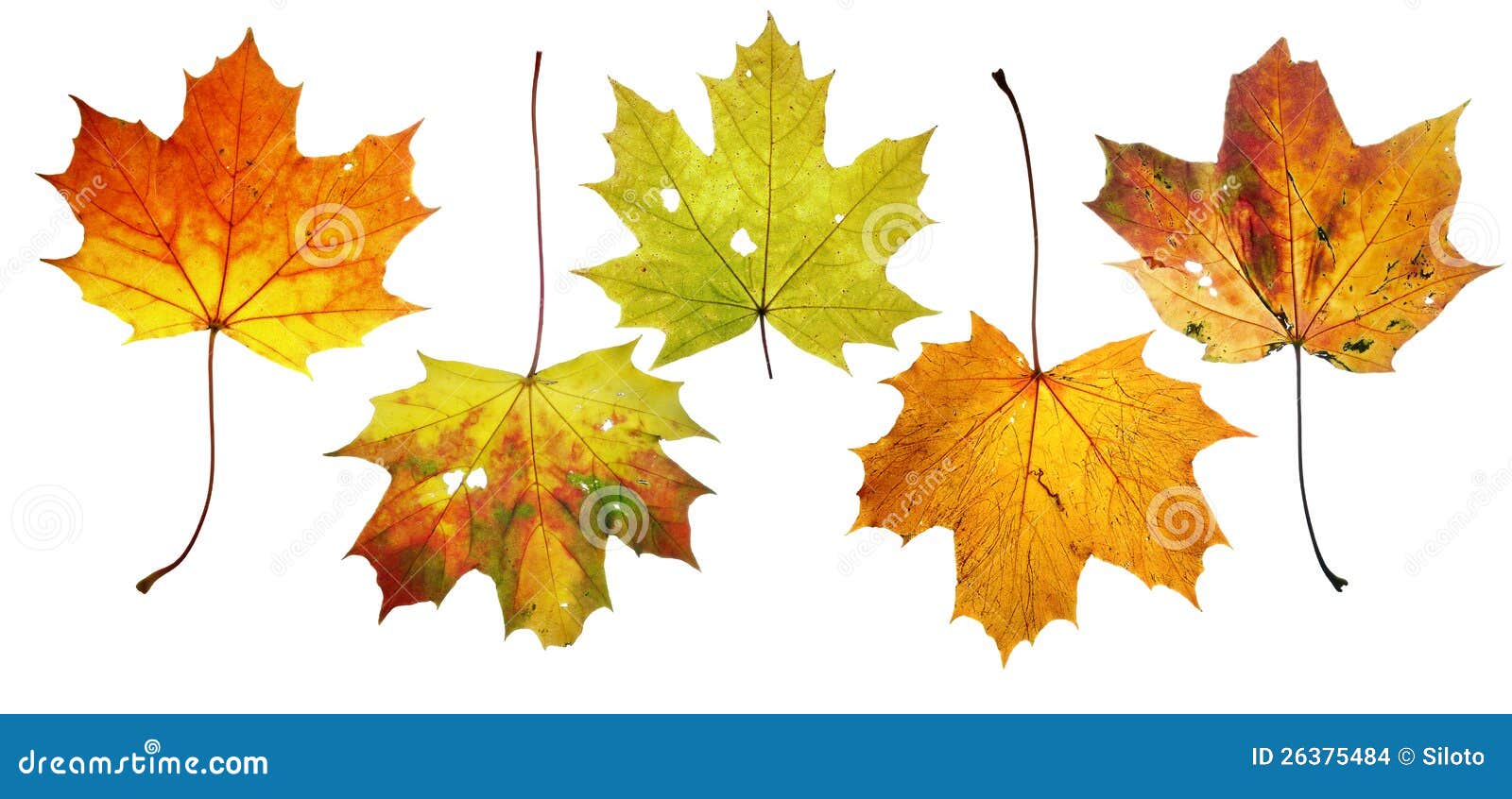 Maple Leaves - Autumn Colors Stock Photo - Image of white, nature: 26375484