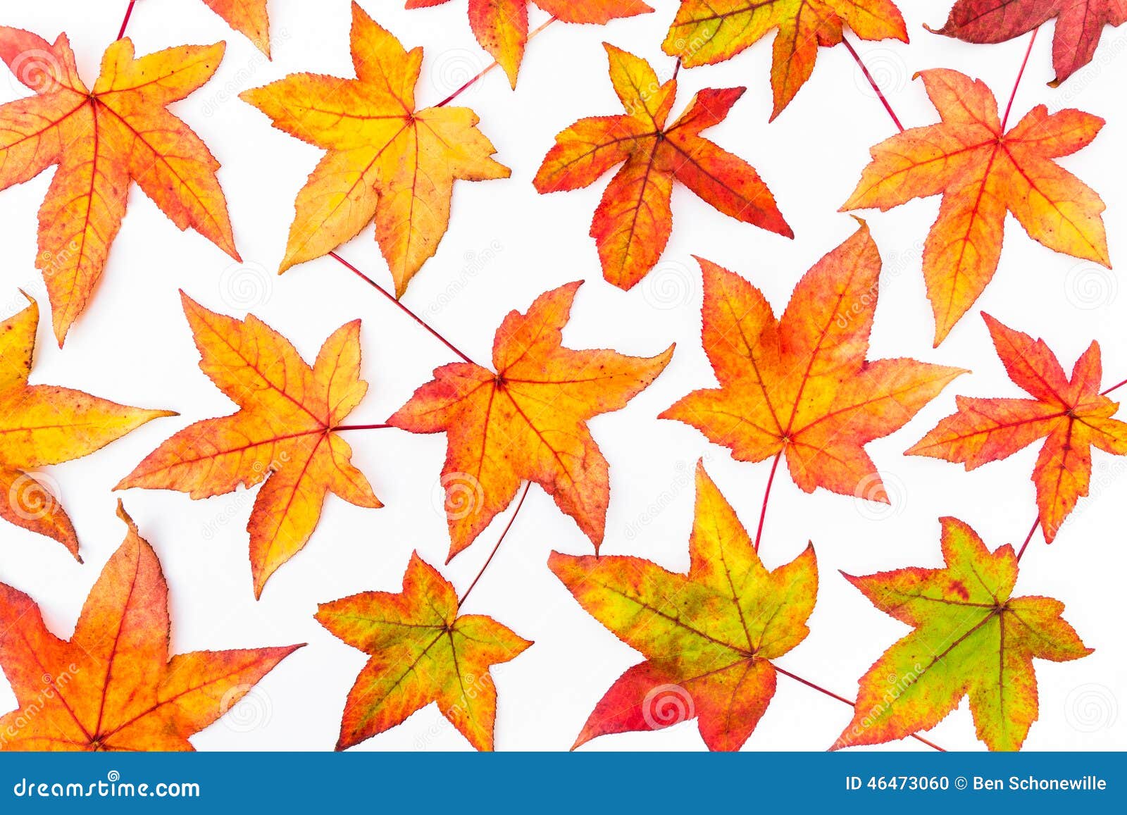 Maple Leaves in Autumn Colors Stock Photo - Image of acer, edge: 46473060