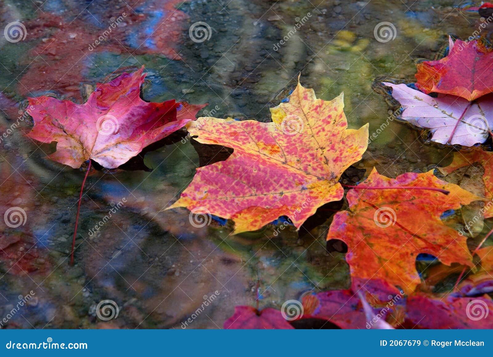 Maple Leaves in Autumn Fall in Line Stock Image - Image of beautiful ...