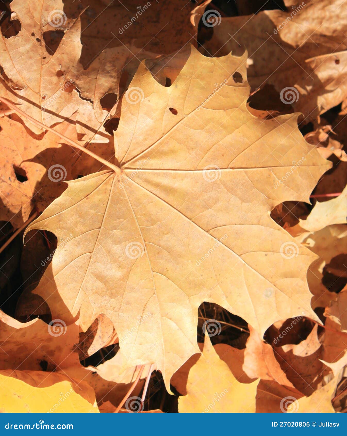 Maple leaves background stock photo. Image of bunch, fall - 27020806