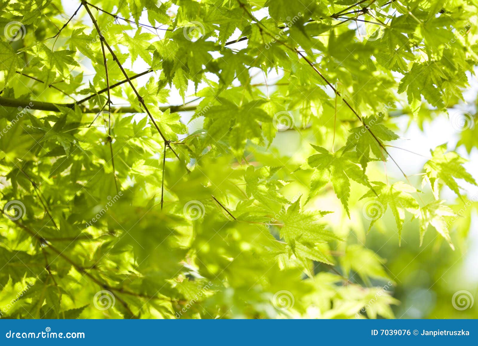 Maple leaves background stock photo. Image of backgrounds - 7039076