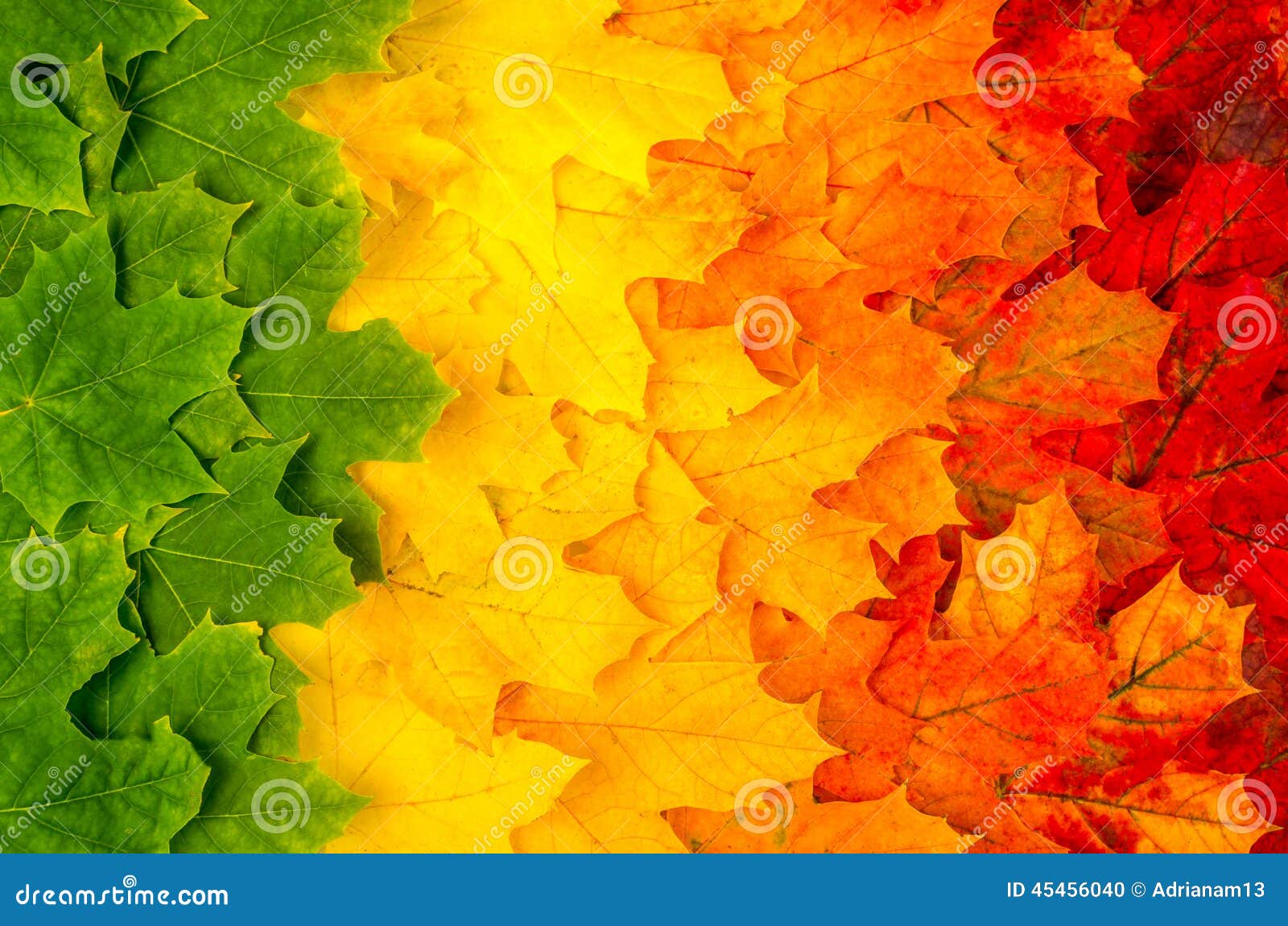 Maple leaves stock photo. Image of green, orange, color - 45456040