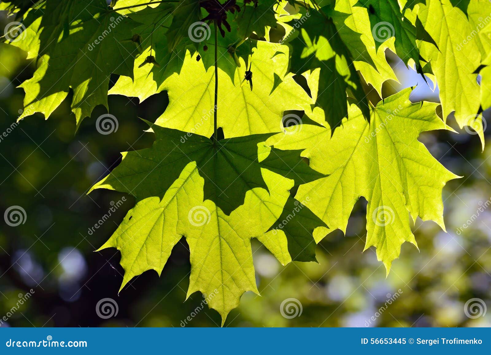 Maple leaves backlit stock image. Image of leaf, outdoor - 56653445