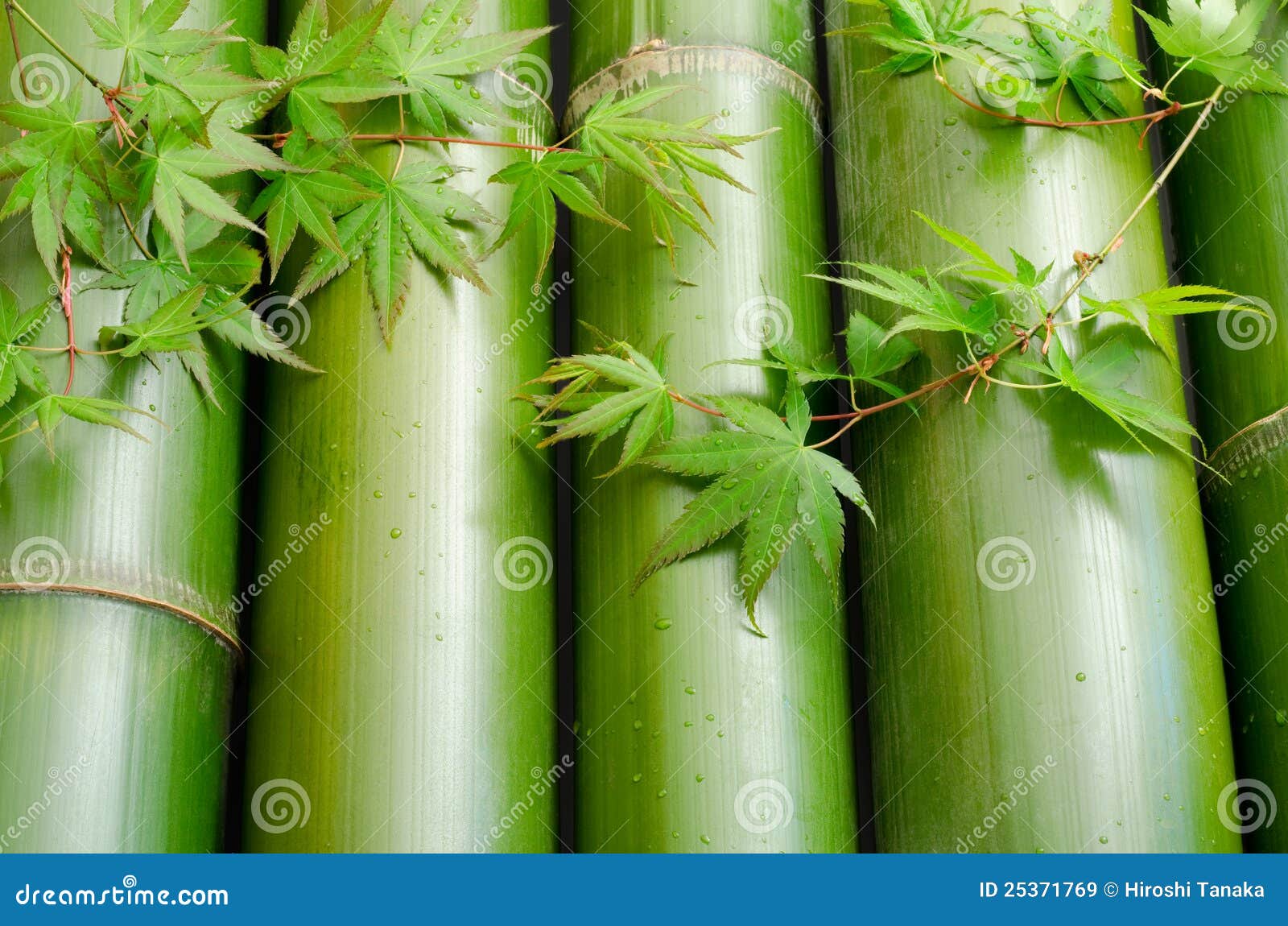 Maple leaves on bamboo stock image. Image of green, natural - 25371769