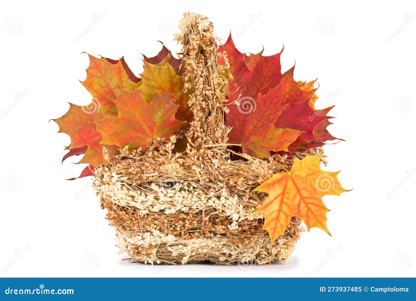 Maple leaves in a basket stock image. Image of border - 273937485