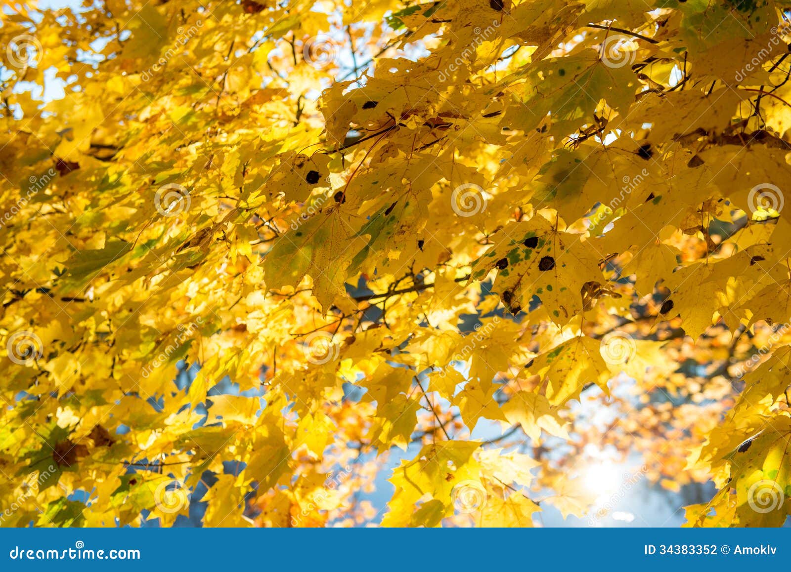 Maple leaves stock photo. Image of nature, environment - 34383352