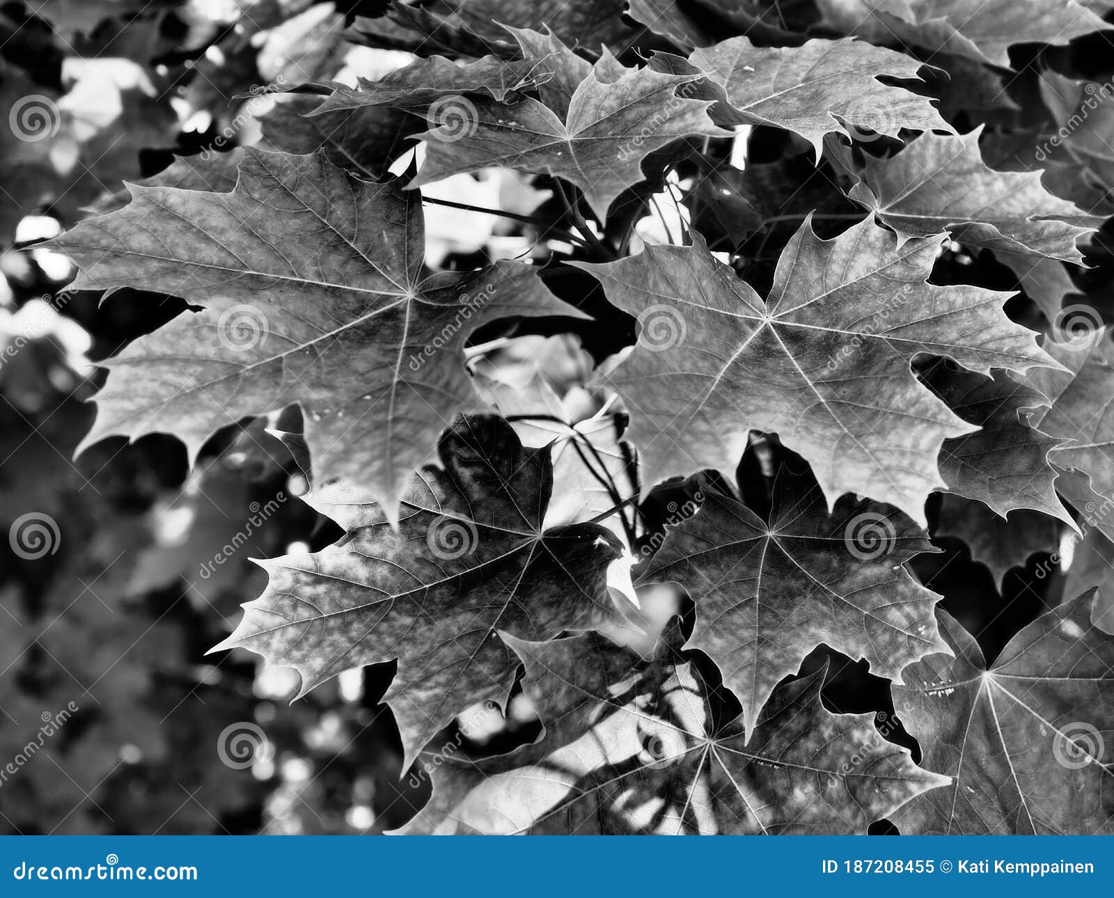 Maple Leaves in Black and White Stock Image - Image of maple, card ...