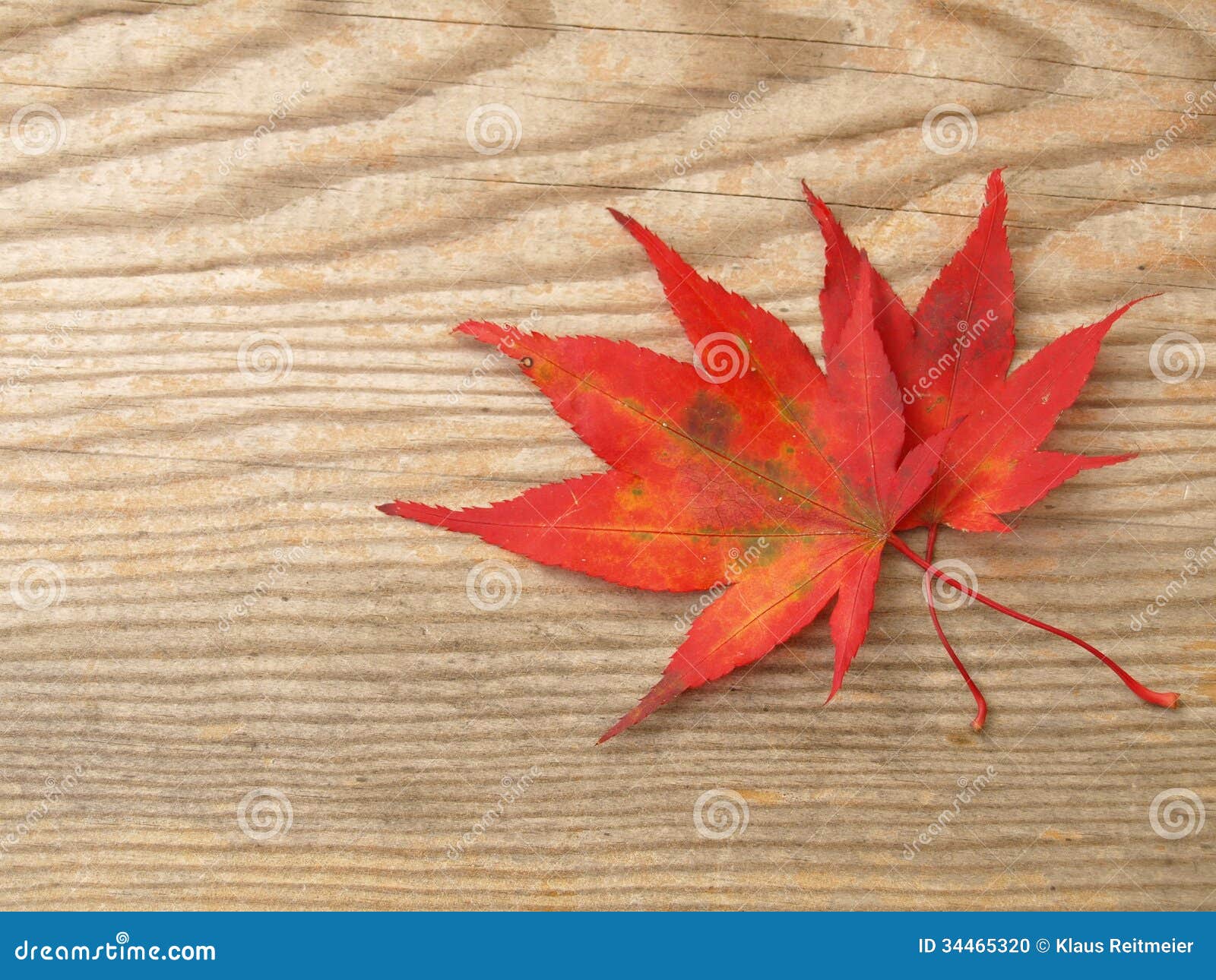 Maple leaves on a board stock photo. Image of space, leaves - 34465320