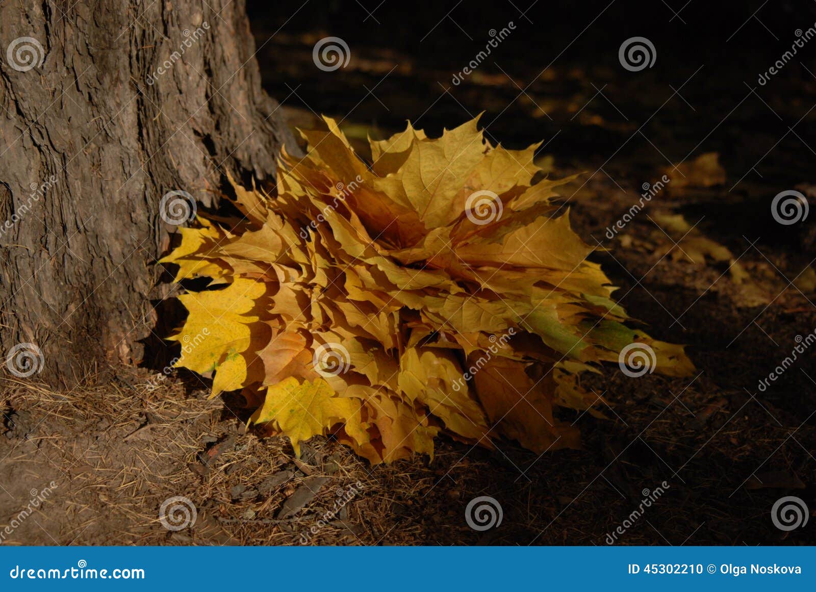 Maple leaves bunch stock photo. Image of sunshine, tree - 45302210