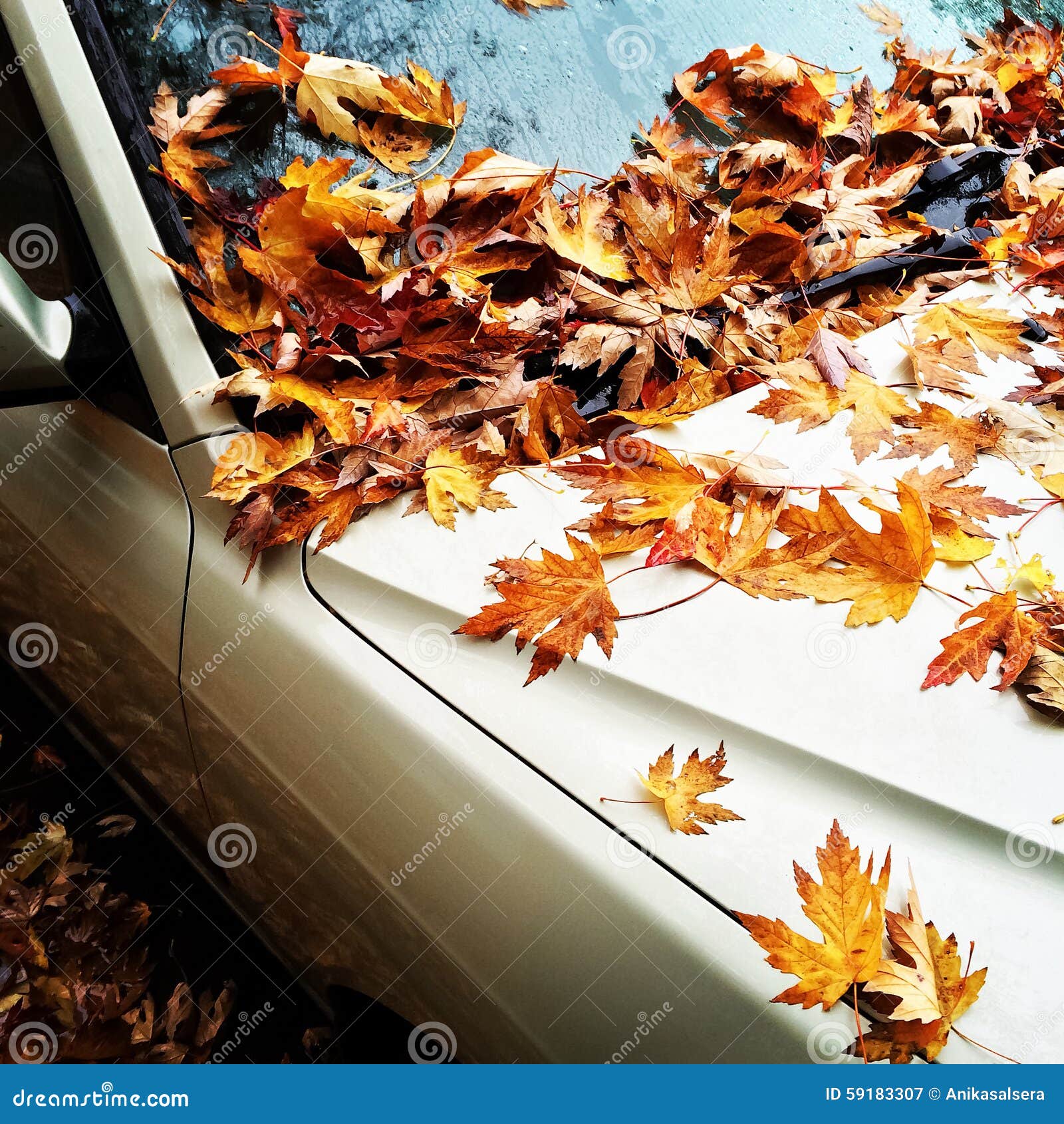 Maple leaves on a car stock image. Image of maple, driving - 59183307