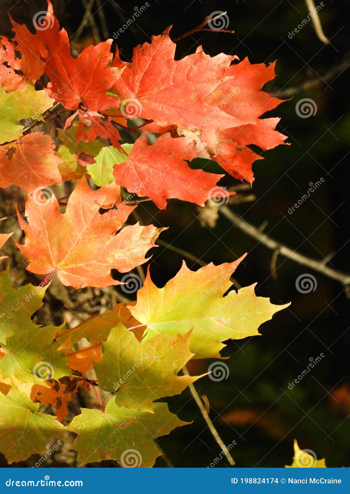 Maple Leaves Change Color during the Autumn Season Stock Photo - Image ...