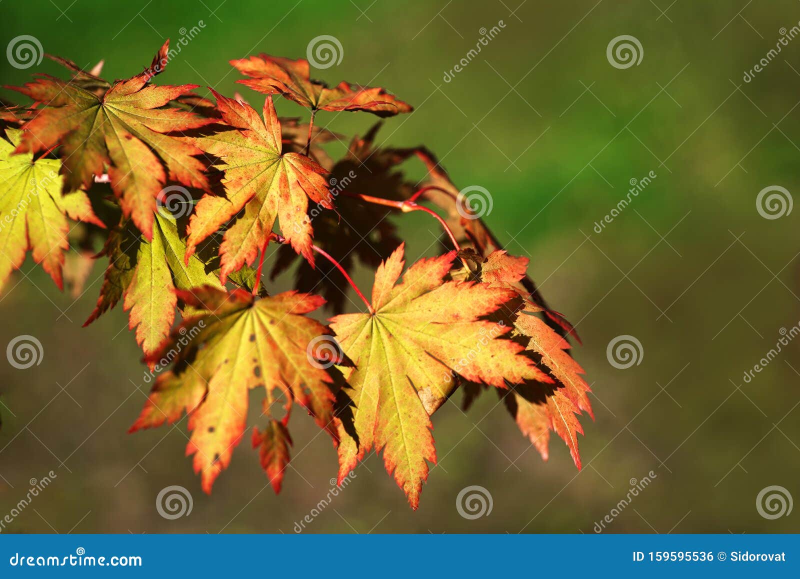 Maple Leaves Changing Colour in the Fall Stock Photo - Image of ...