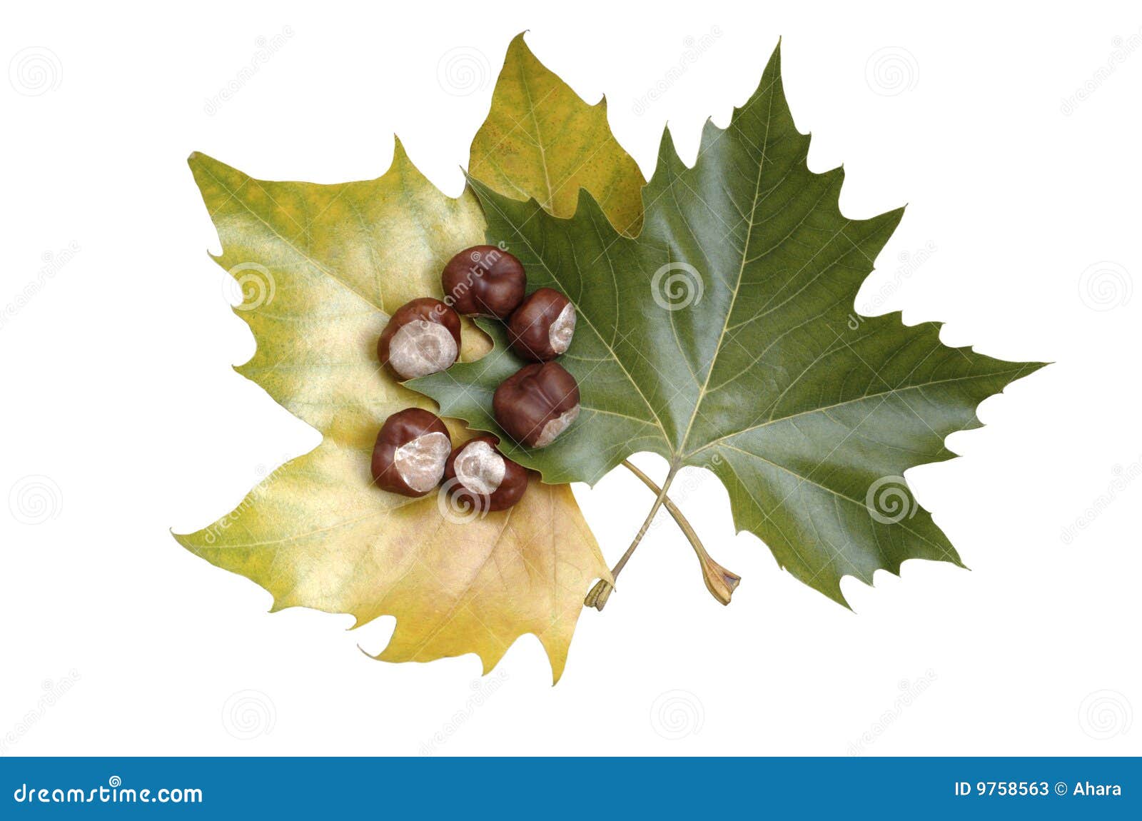 Maple Leaves with Chestnuts Stock Image - Image of detail, conker: 9758563