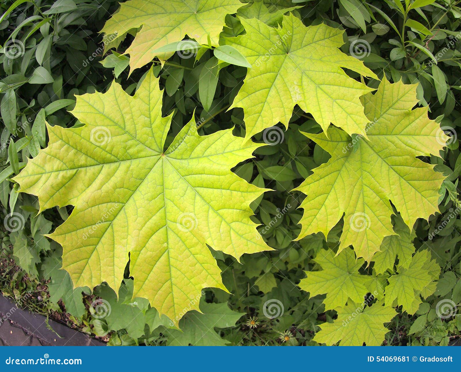 Maple leaves close up stock image. Image of fresh, nature - 54069681