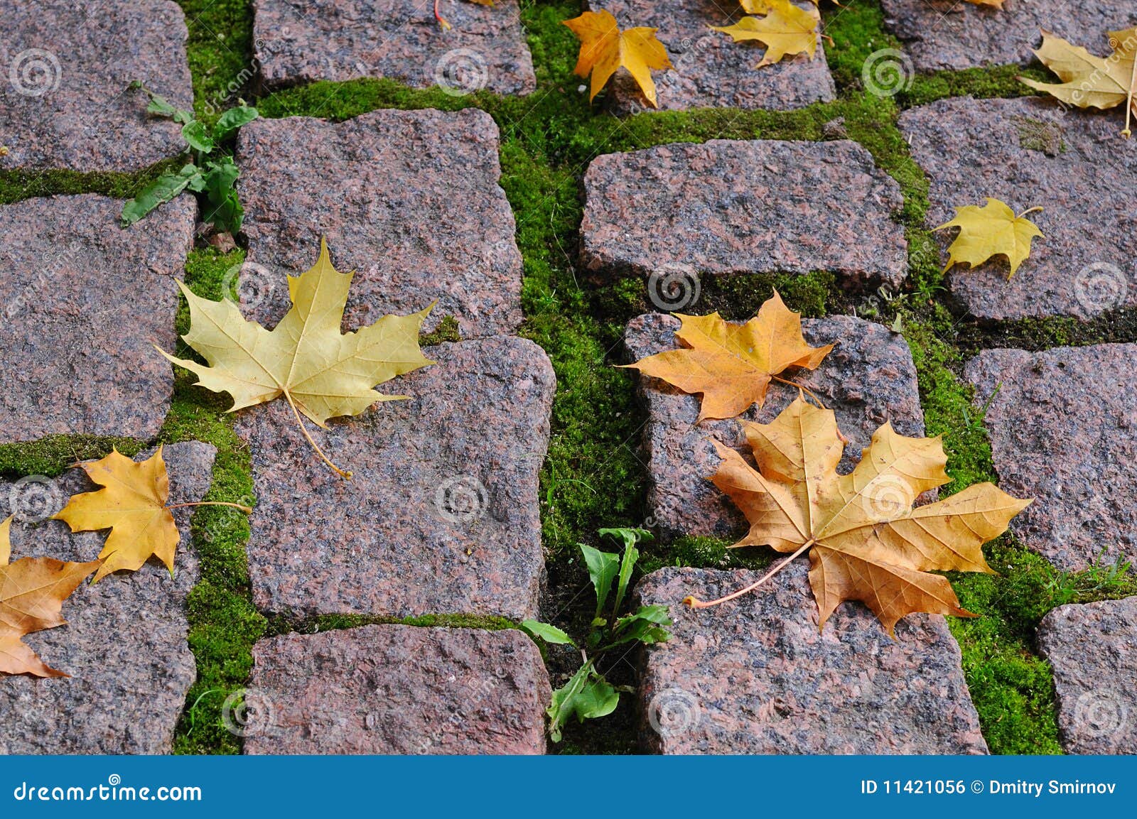 Maple Leaves on Cobblestones Stock Photo - Image of outdoors, light ...