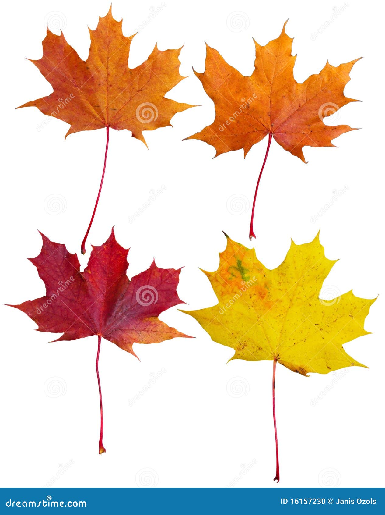 Maple leaves collage stock photo. Image of autumn, pattern - 16157230