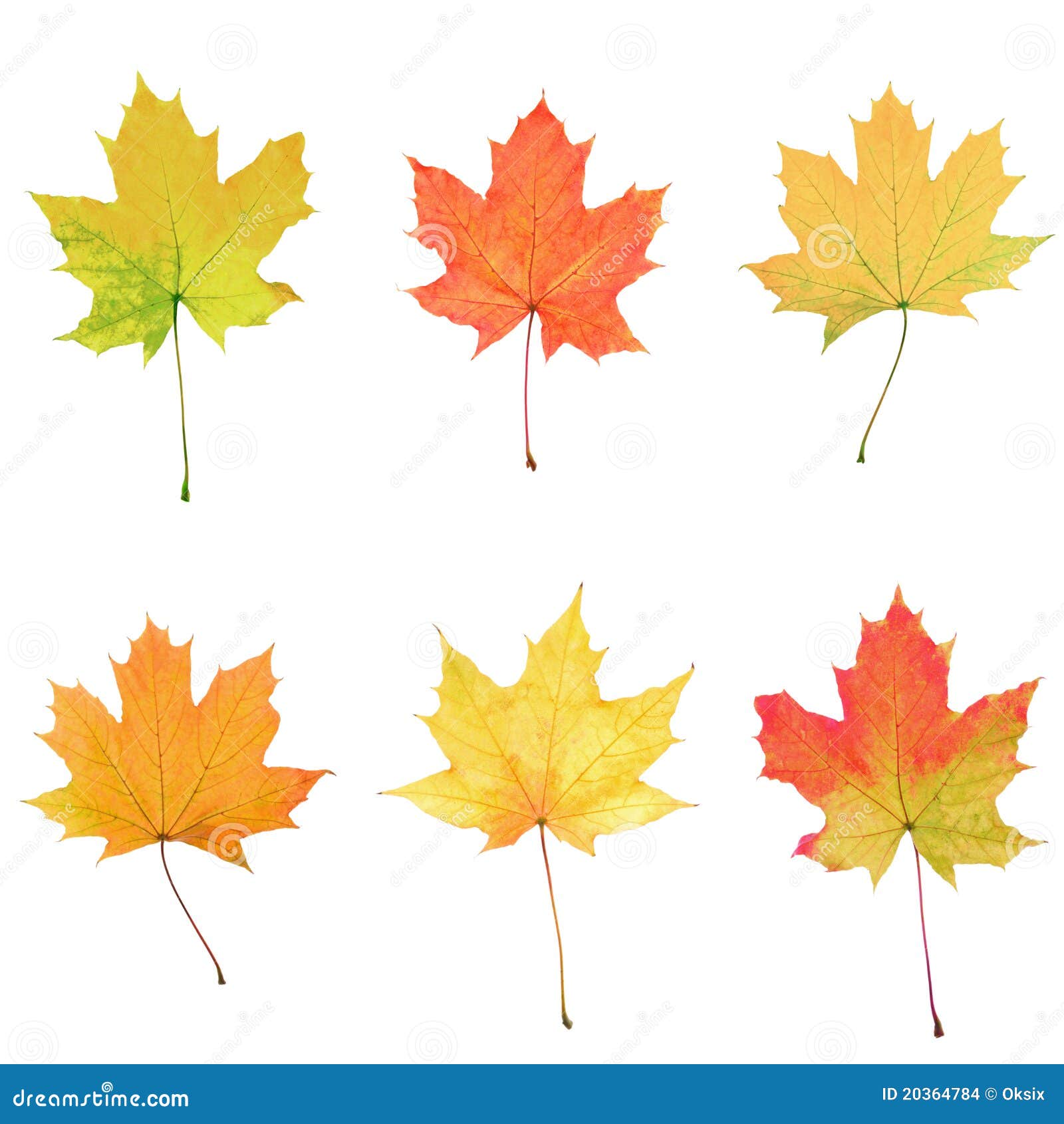 Maple leaves collage stock photo. Image of nature, decoration - 20364784