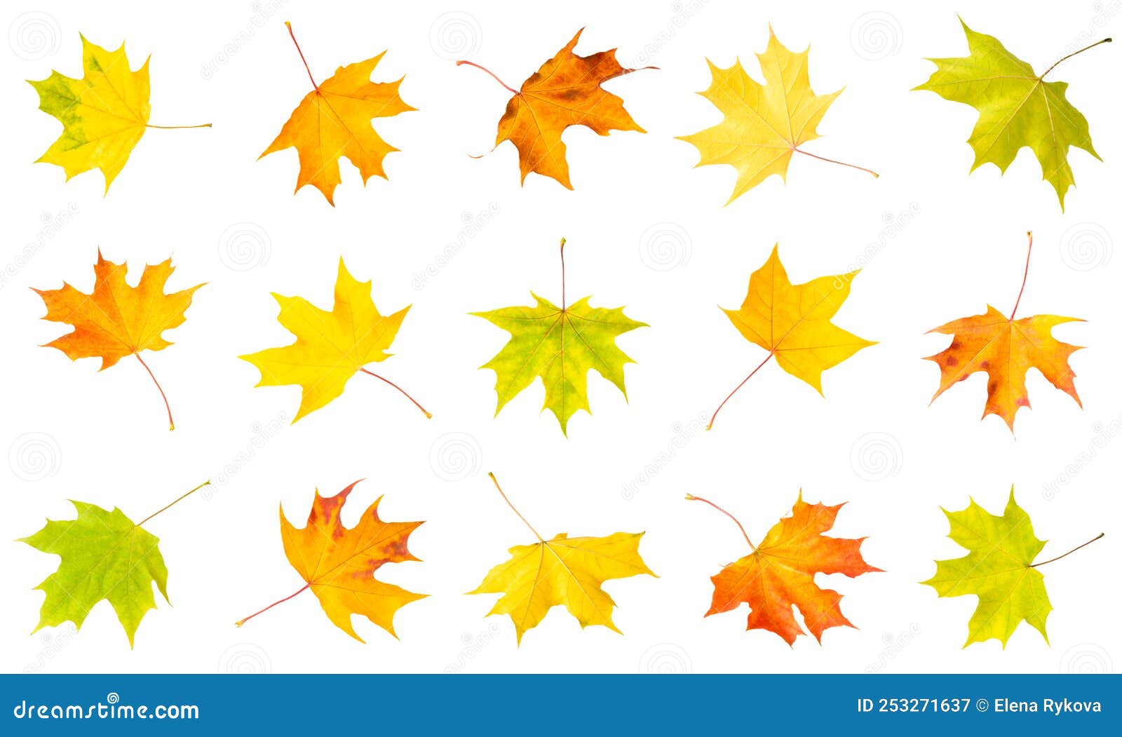 Maple Leaves Collection Isolated on White Background Stock Image ...