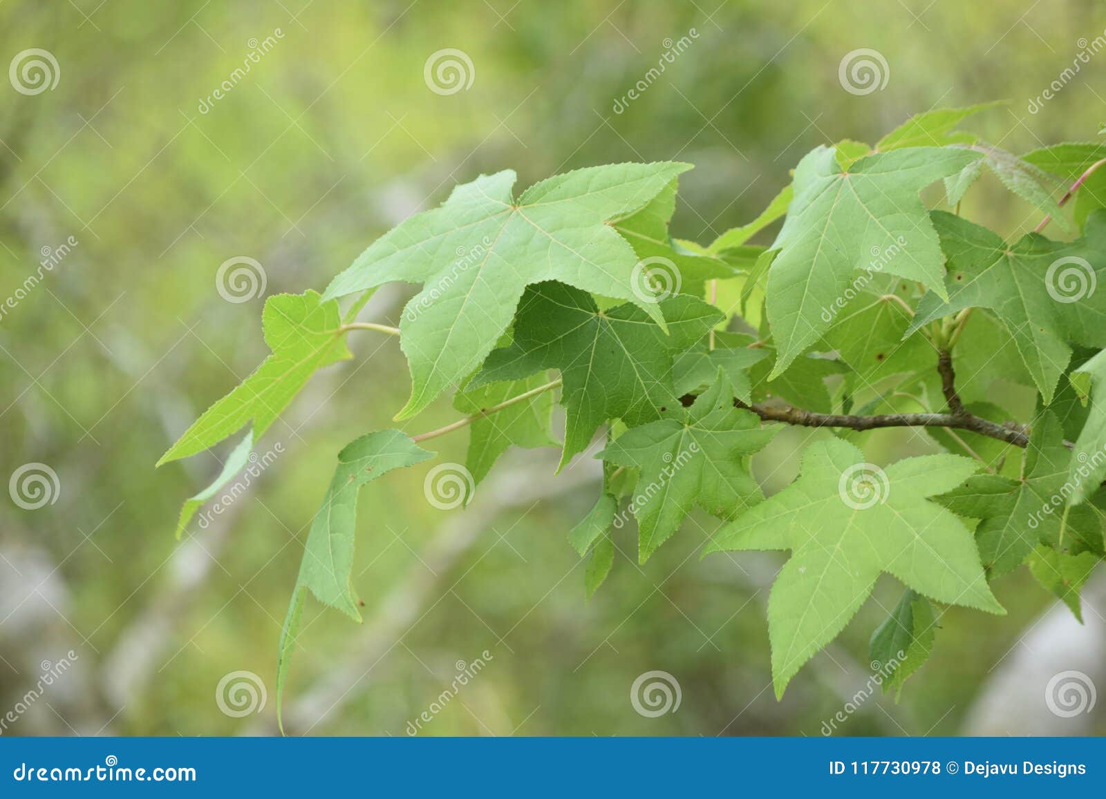 Maple Leaves Dangling from a Tree Branch Stock Photo - Image of ...