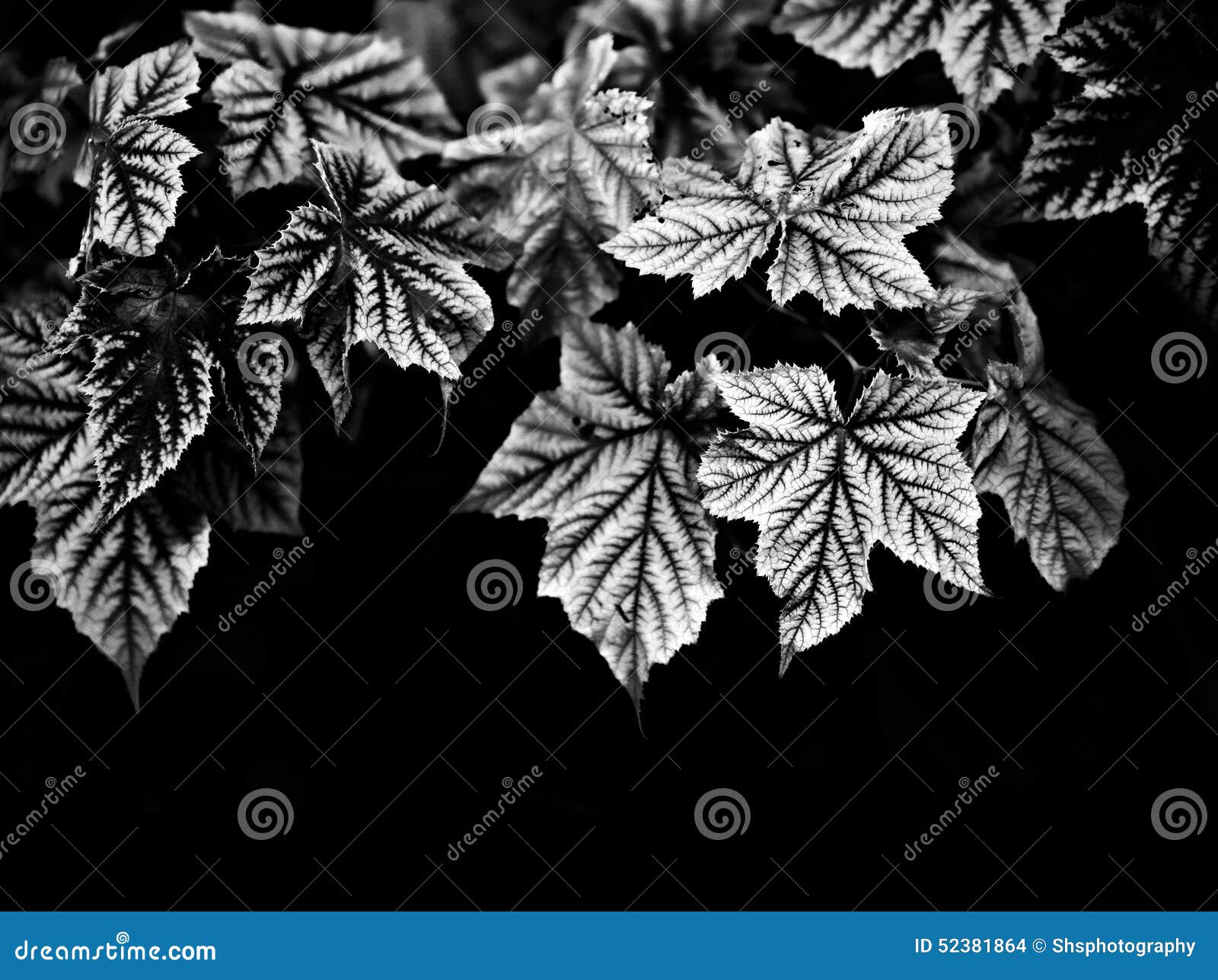 Maple Leaves on a Dark Background - Black and White Stock Photo - Image ...