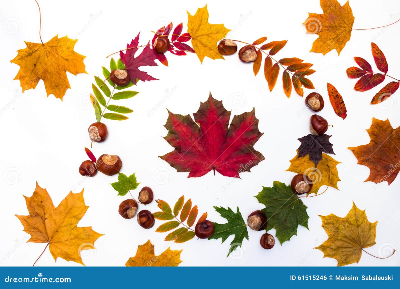 Maple Leaves of Different Shapes and Different Colors on a White ...