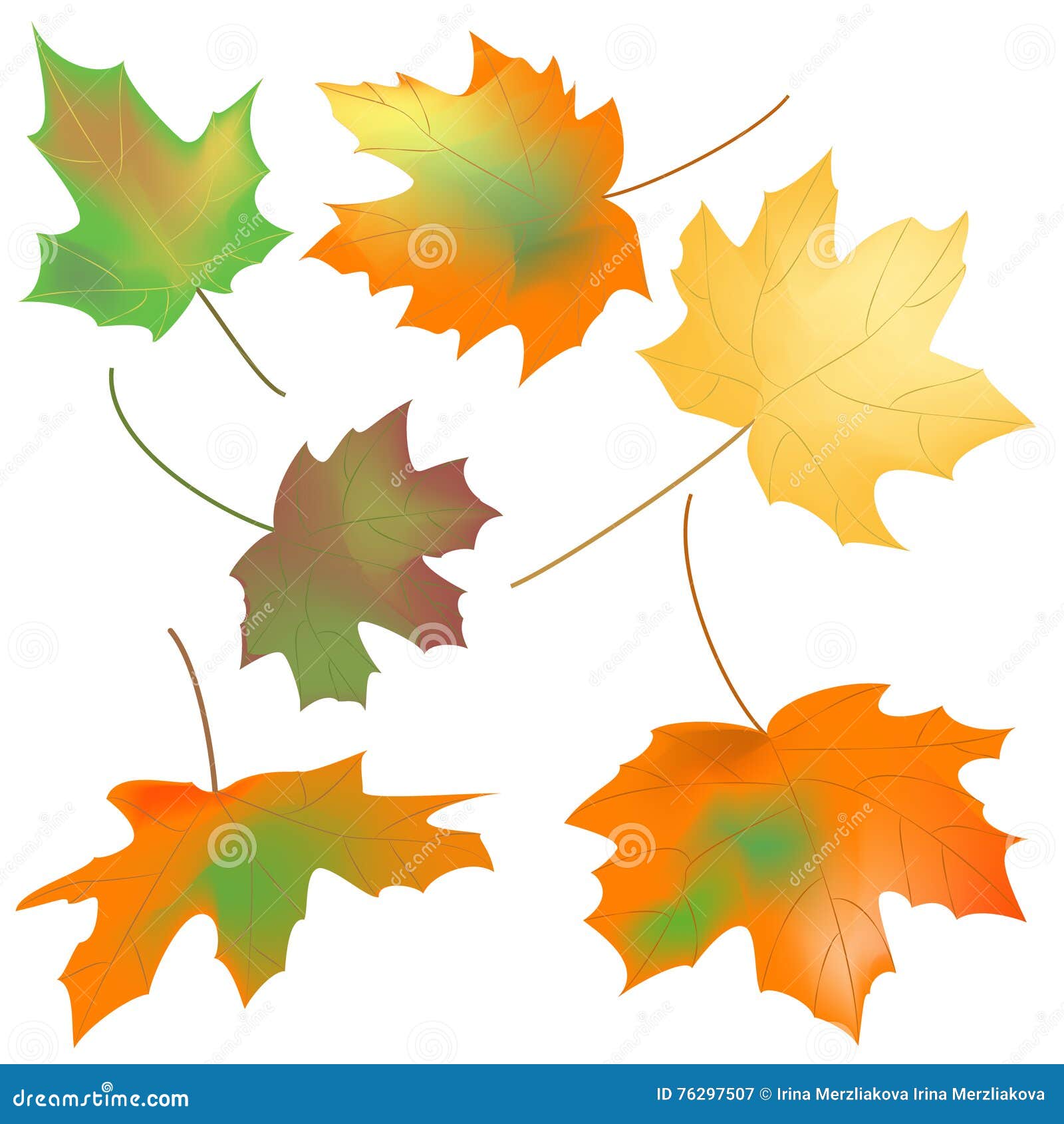Maple Leaves of Different Shapes on a White Background Stock ...
