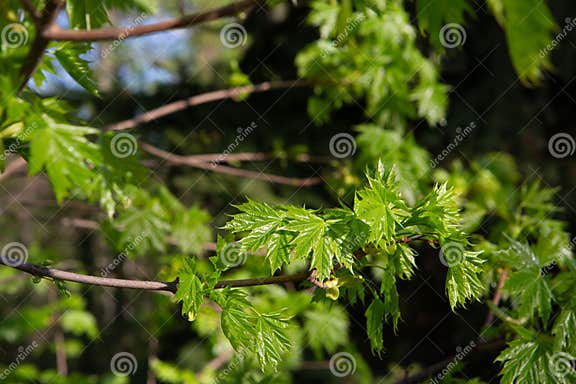 Maple Leaves Early Spring Natural Background Stock Image - Image of ...