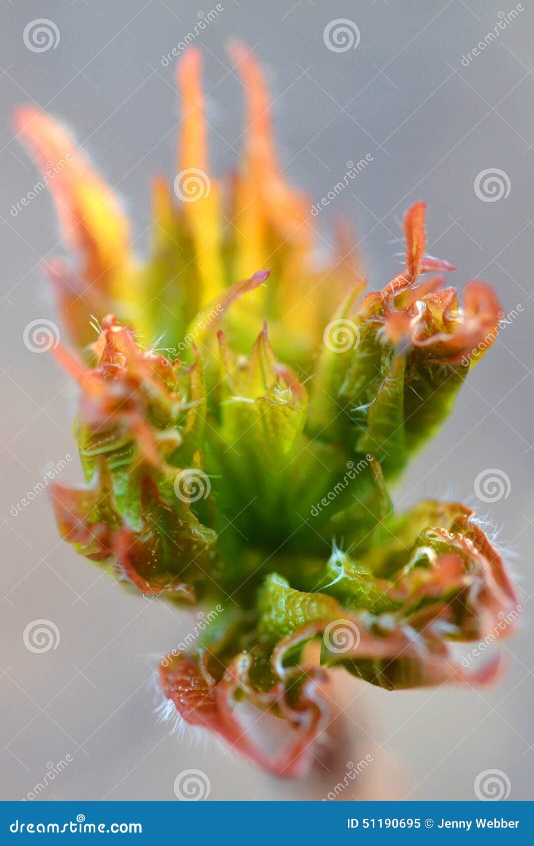 Maple Leaves Emerge in Spring Stock Image - Image of detail, unfurl ...