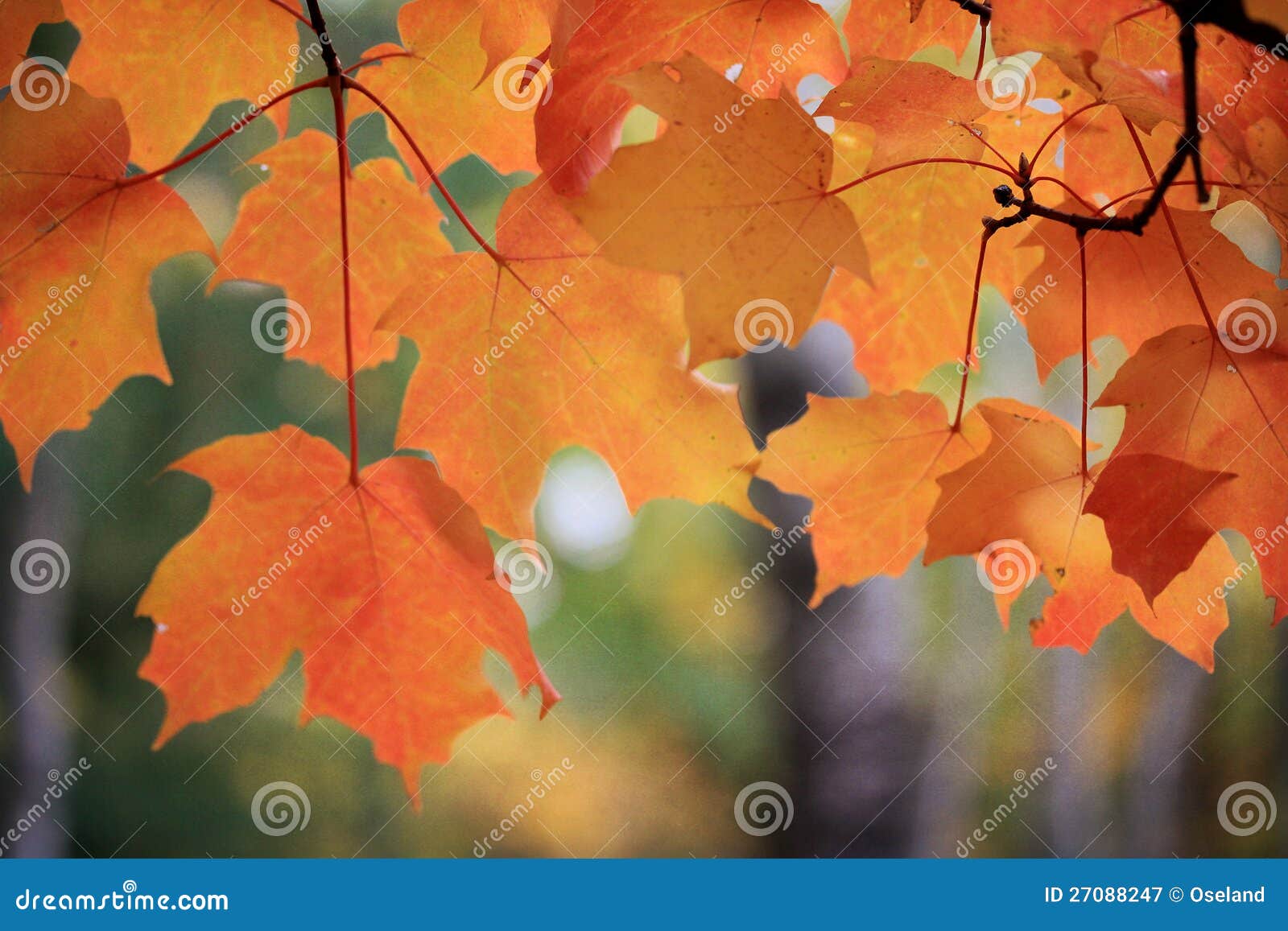 Maple Leaves in Fall stock image. Image of woods, leaf - 27088247