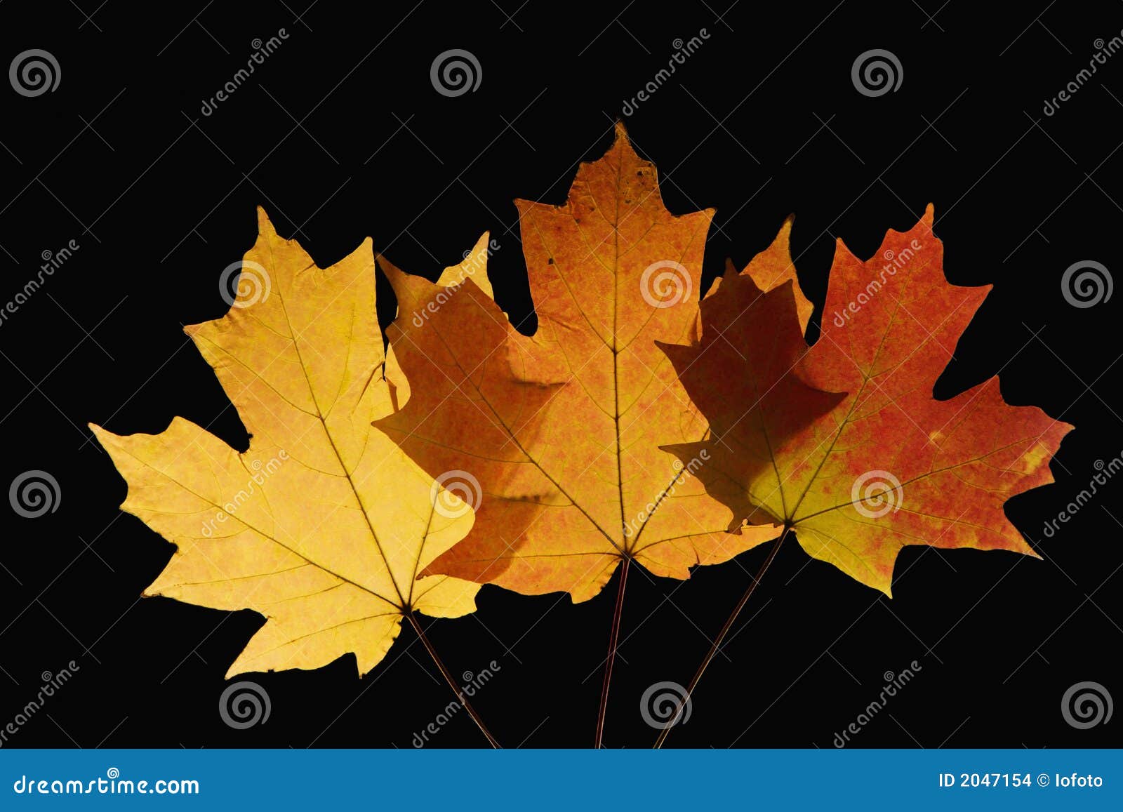 Maple leaves in Fall color stock photo. Image of leaf - 2047154