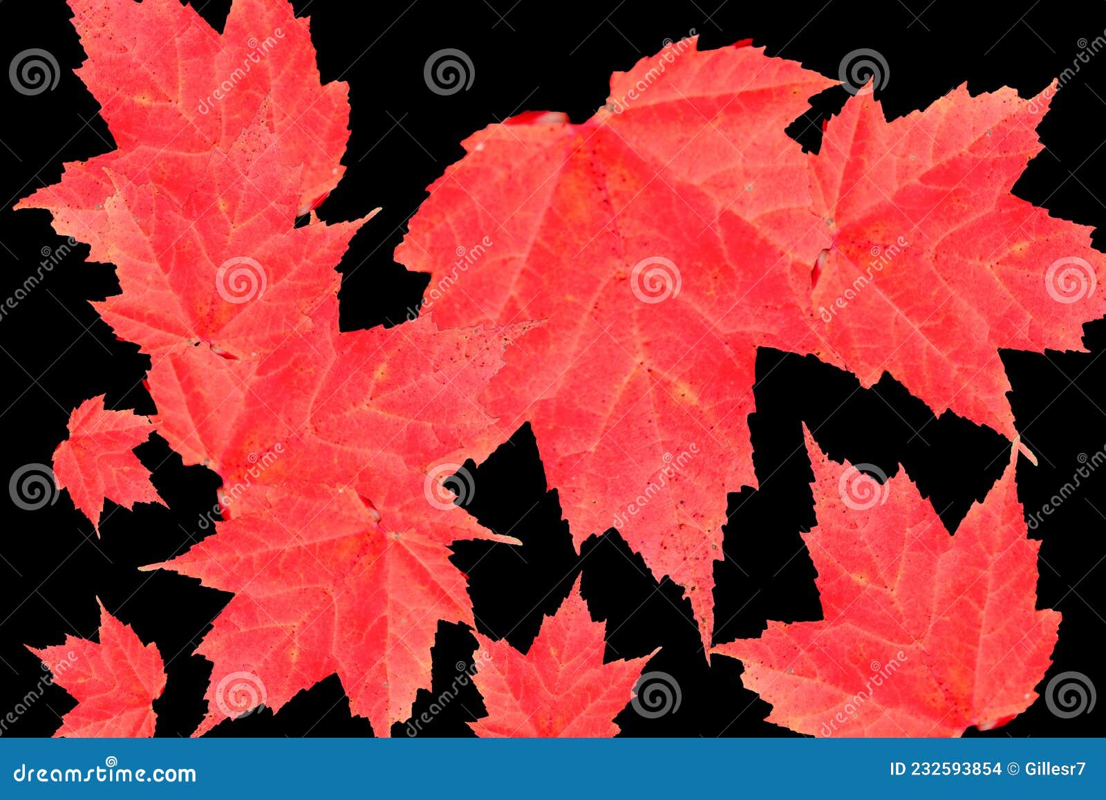 Maple Leaves in Fall Colors Stock Photo - Image of maple, november ...