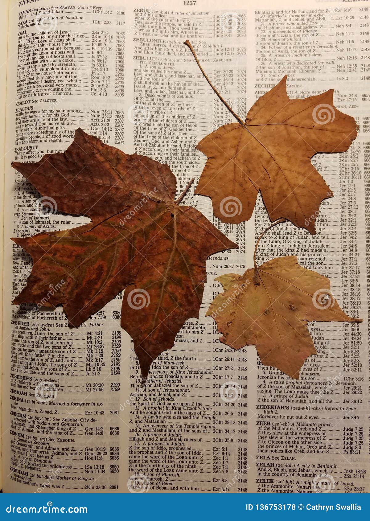 Maple Leaves stock photo. Image of autumnal, book, autumn - 136753178