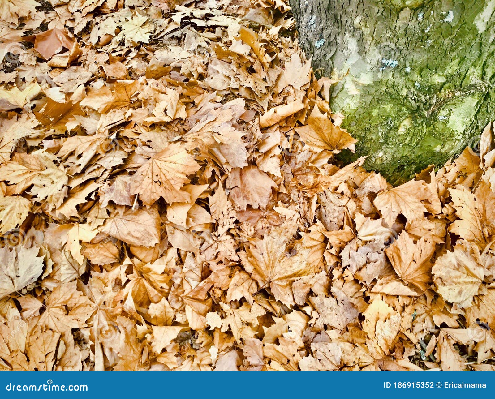 Maple Leaves Fall Under the Tree. Stock Photo - Image of detail, plant ...