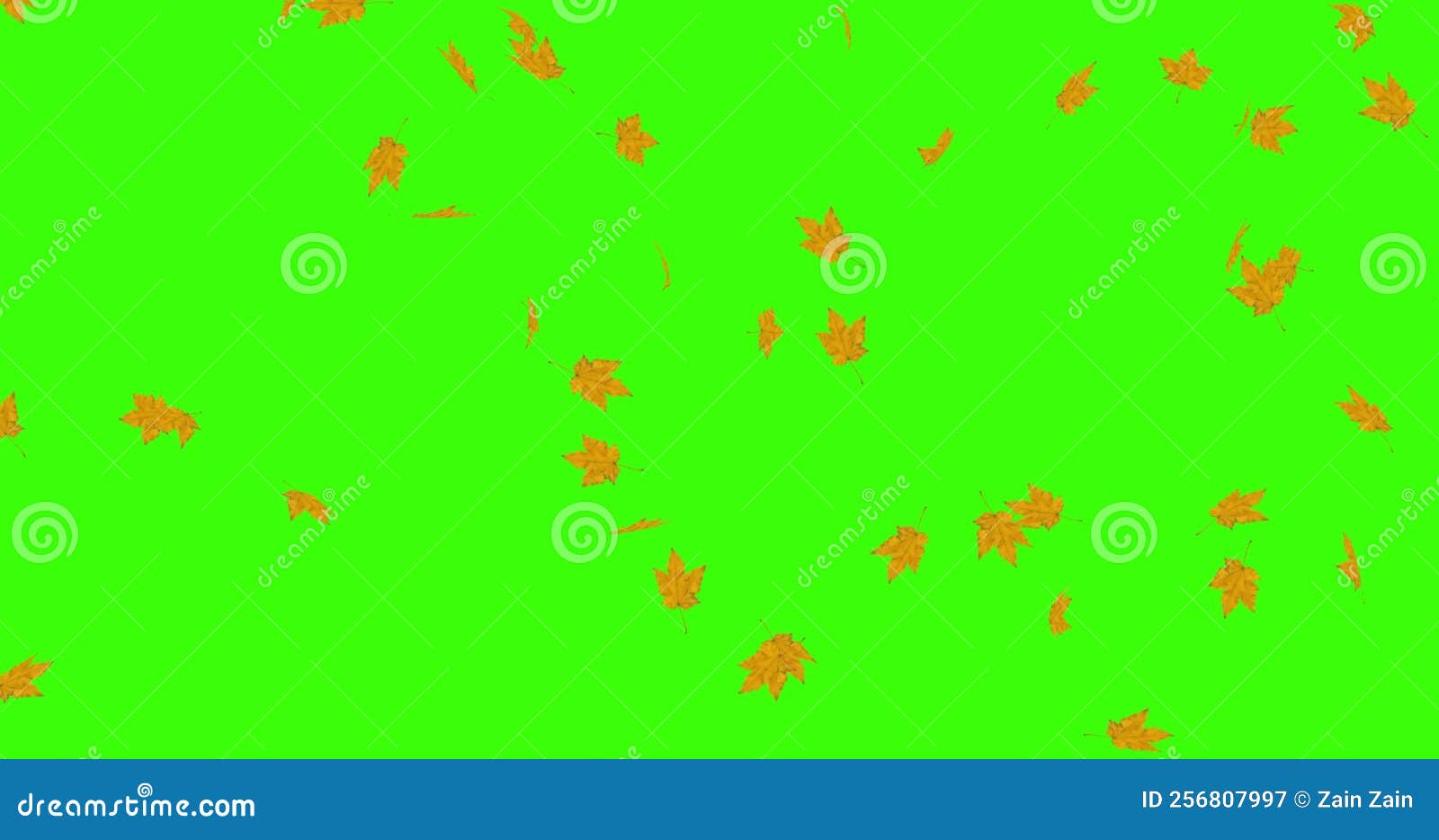 Maple Leaves Falling on the Chroma Key. 3D Rendering Stock Video ...