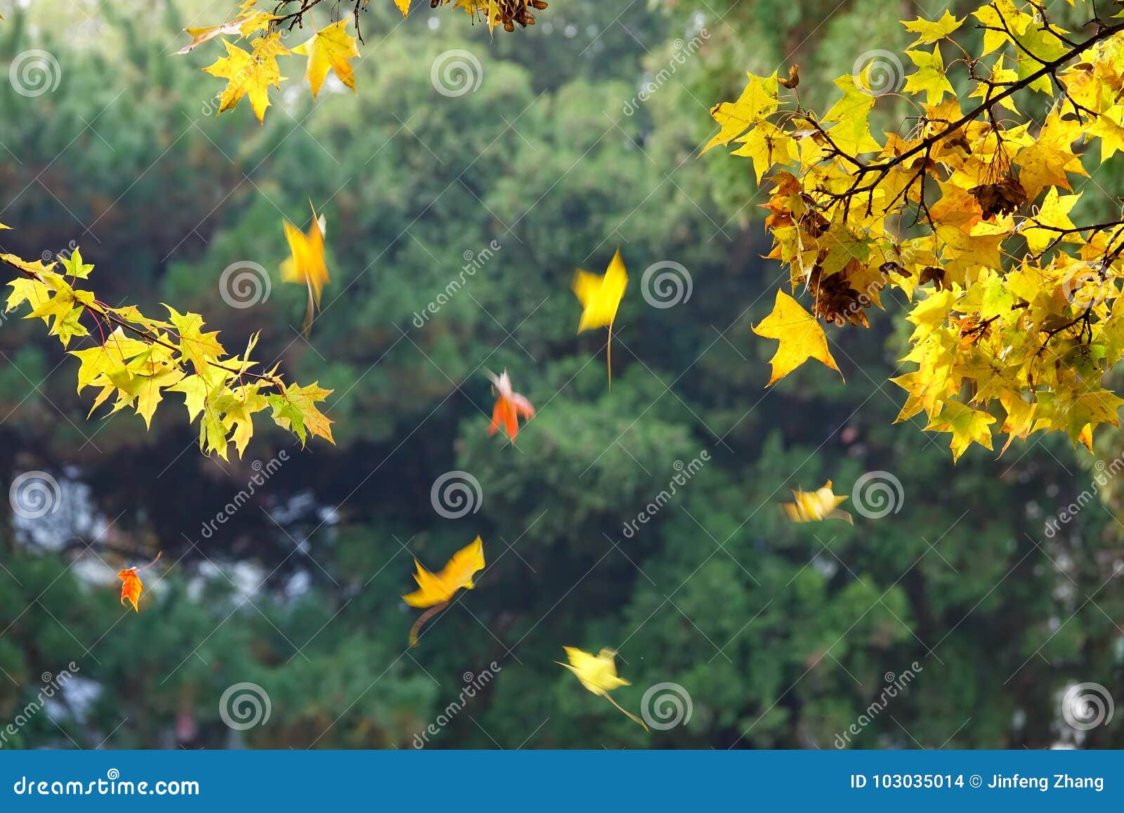 Autumnal maple leaves stock photo. Image of natural - 103035014