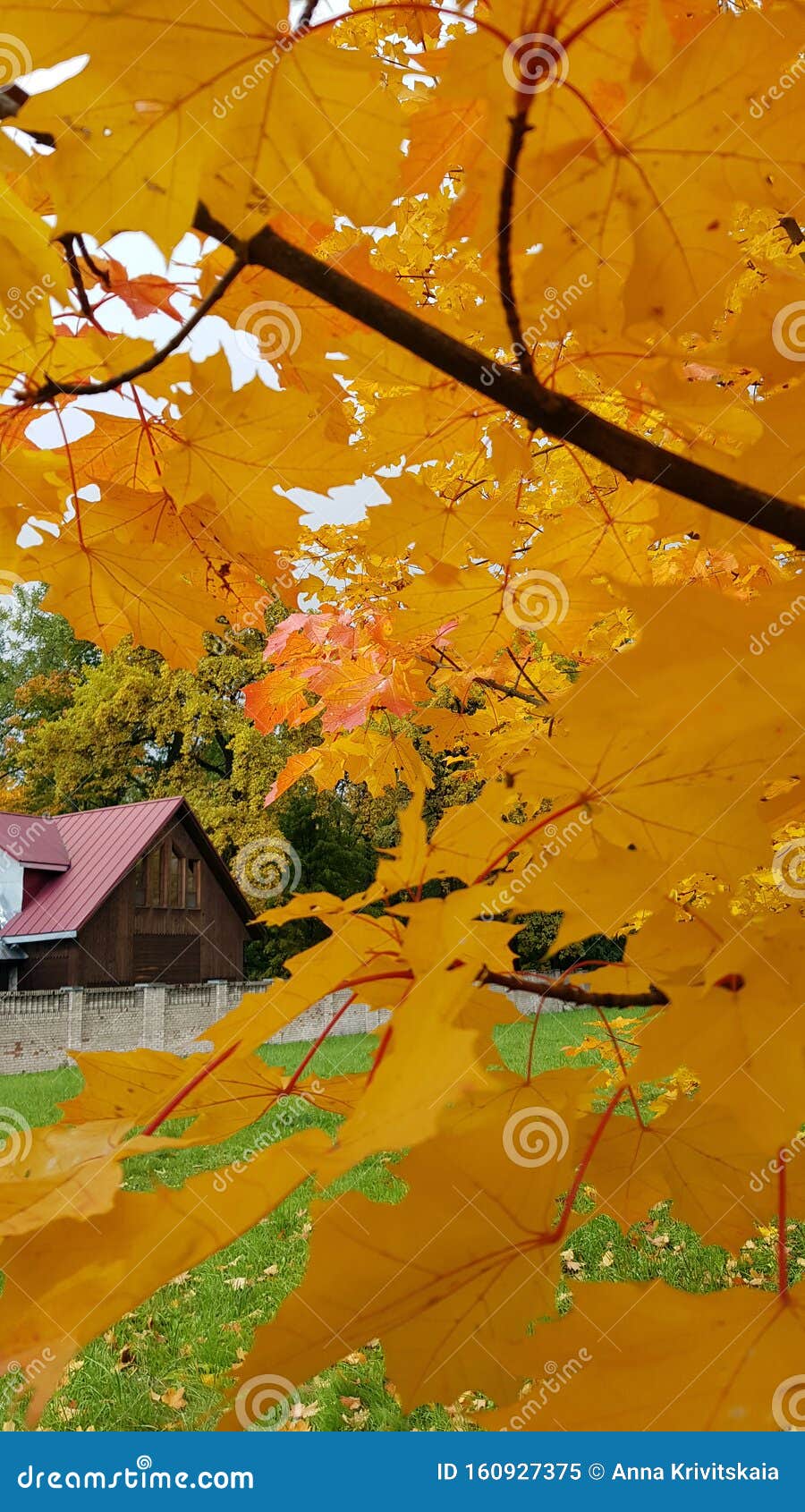Maple Leaves in the Foreground and a House Stock Image - Image of ...