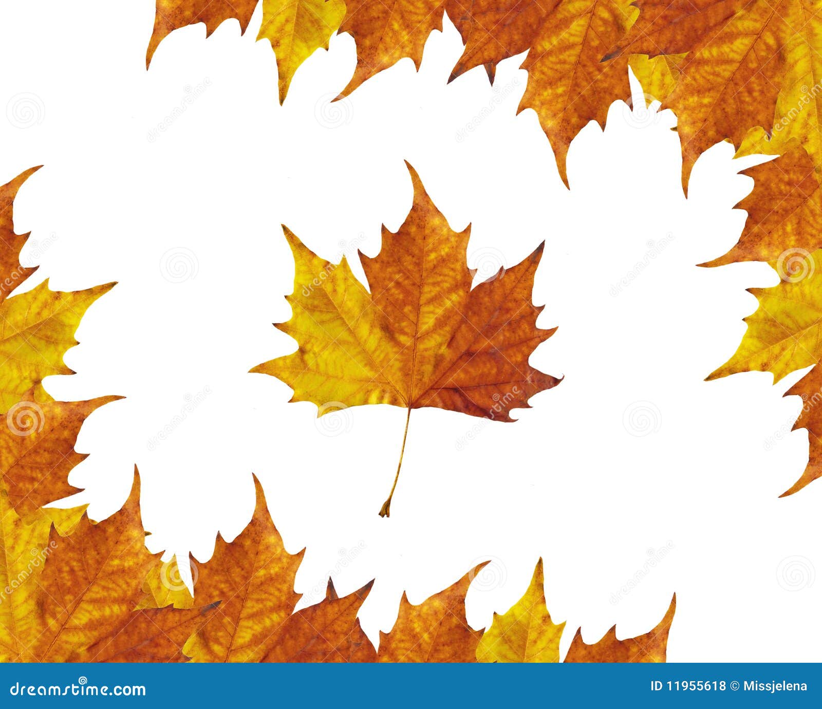 Maple leaves frame stock illustration. Illustration of bright - 11955618