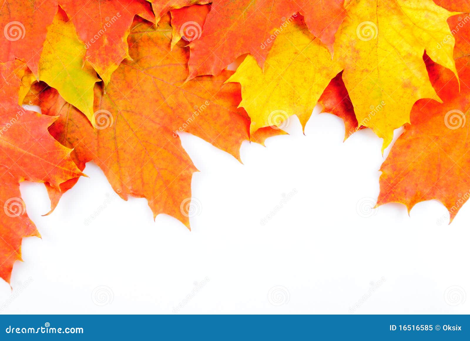 Maple leaves frame stock image. Image of element, multi - 16516585