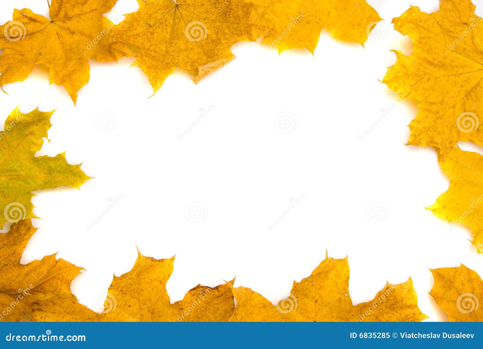 Maple leaves frame stock image. Image of design, nature - 6835285